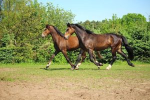 Available Tests: Dressage, Eventing, Para & Prix Caprilli | Virtual ...